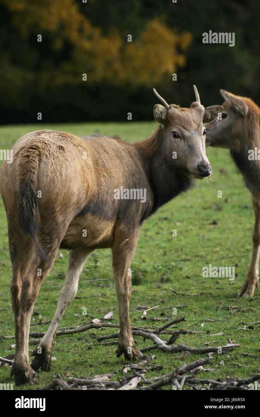 Hirsch tierfoto hi-res stock photography and images - Alamy
