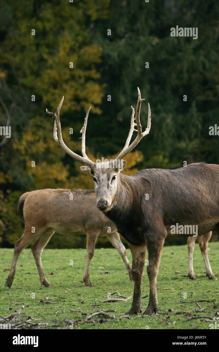 Hirsch tierfoto hi-res stock photography and images - Alamy