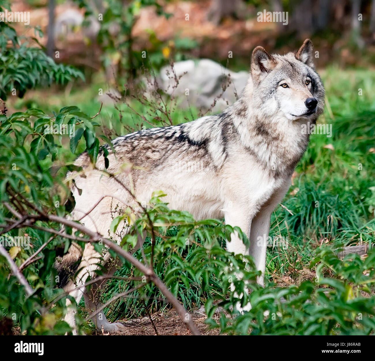 animal mammal wildlife timber wolf beast grey gray life exist existence ...