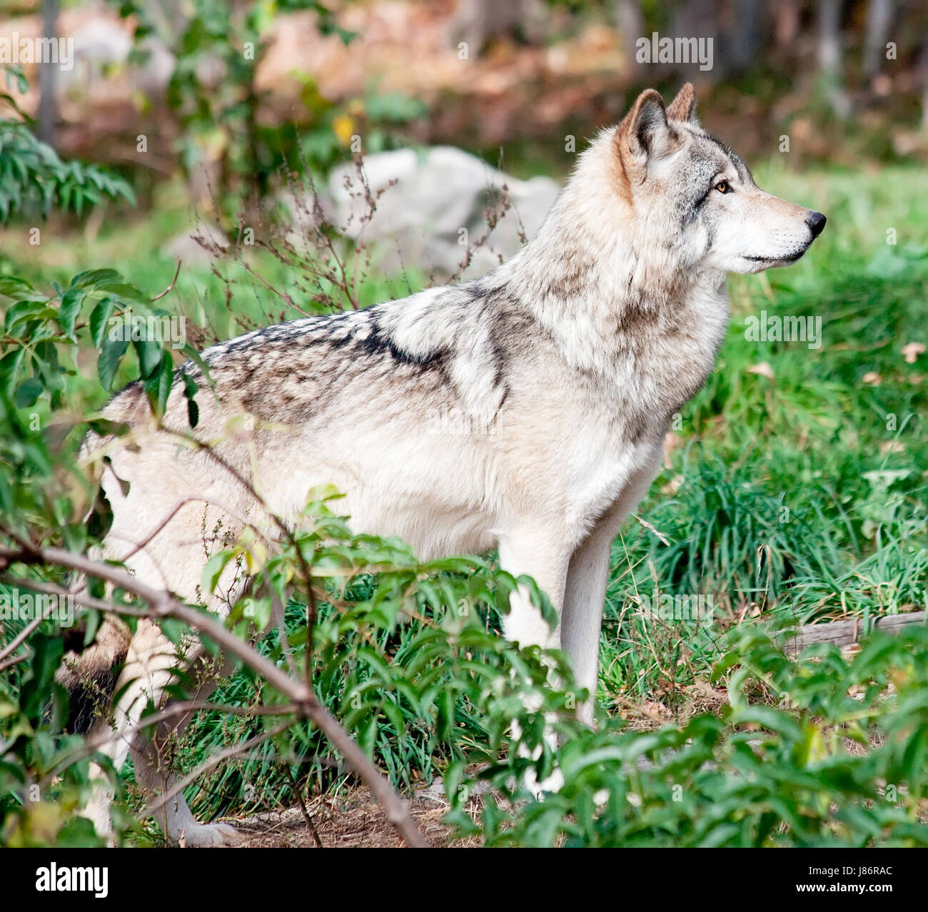 Timber beast hi-res stock photography and images - Alamy