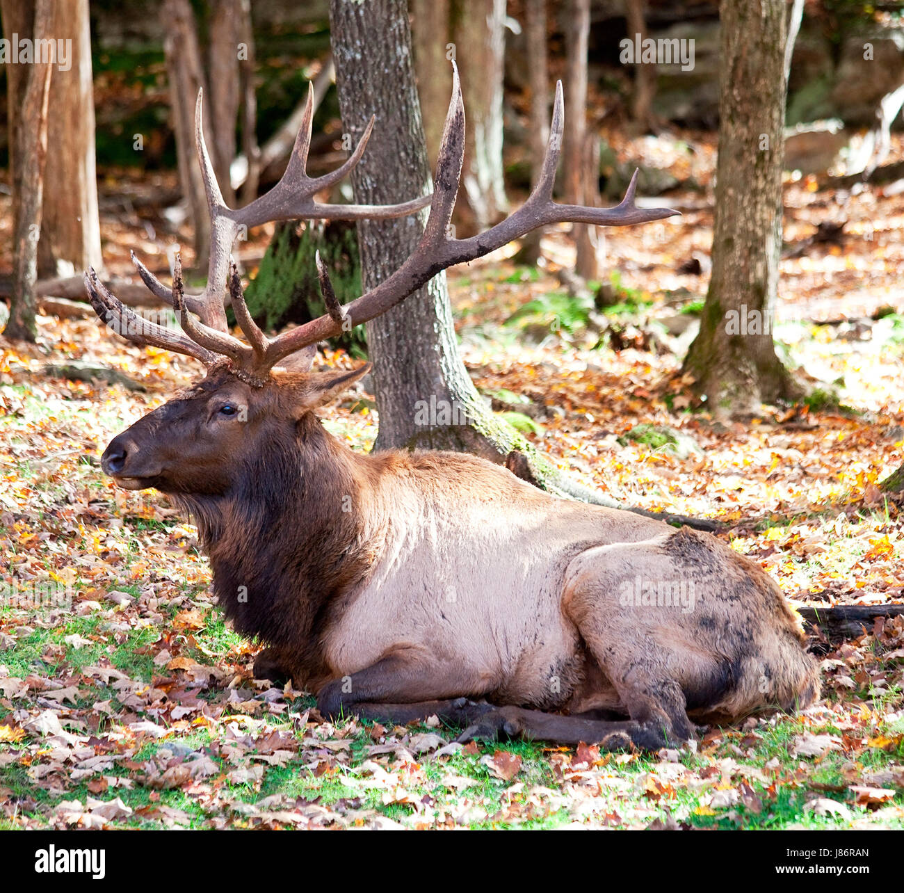animal mammal wildlife elk deer fall autumn tree trees animal mammal ...
