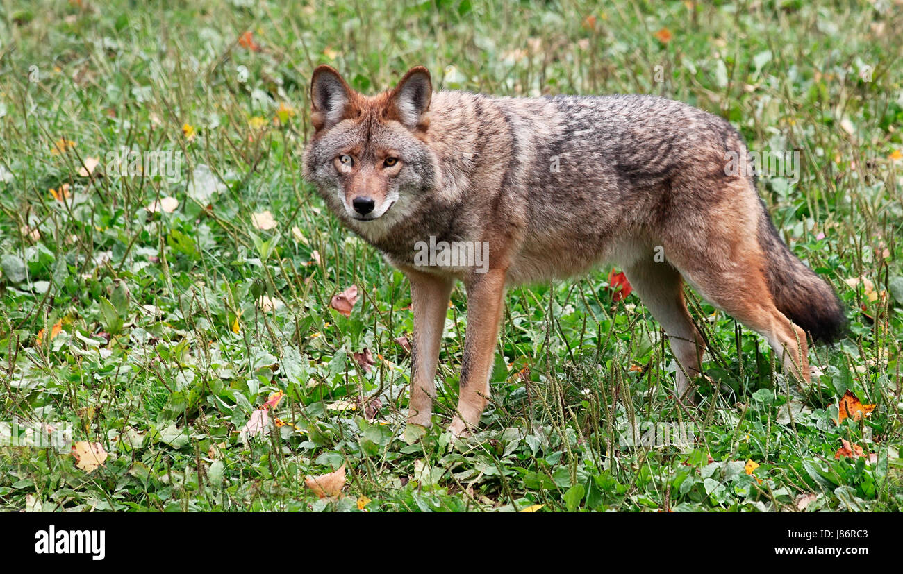 animal mammal wild wildlife beast coyote closeup animal mammal wild ...