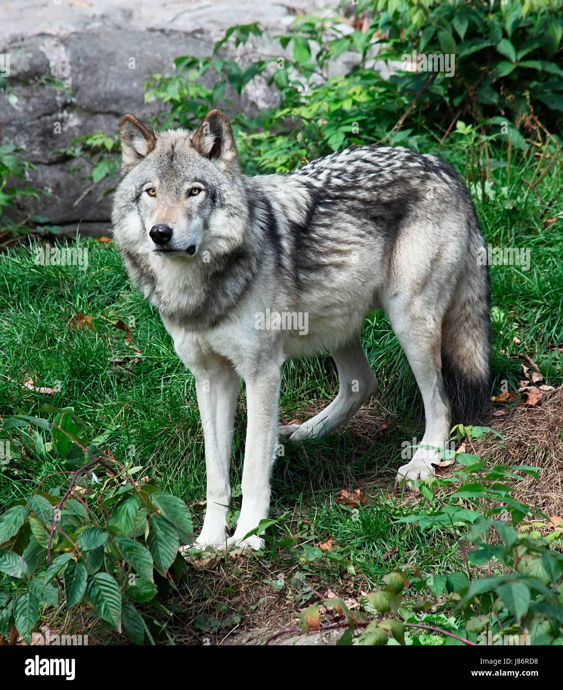 Timber beast hi-res stock photography and images - Alamy