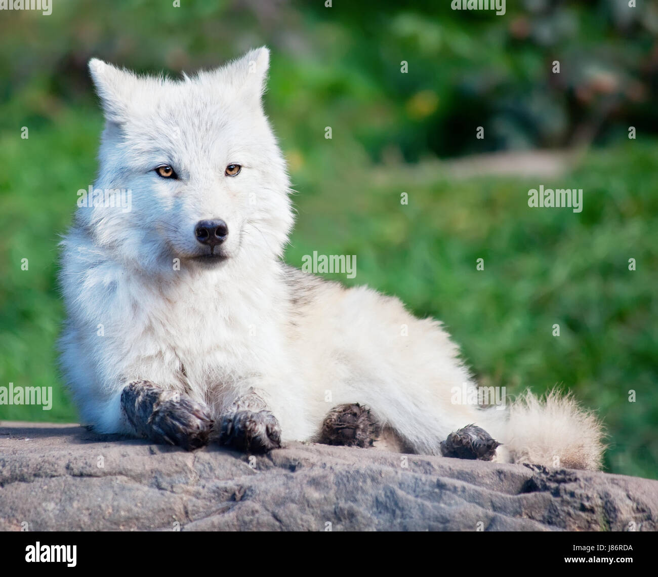 White Beast High Resolution Stock Photography and Images - Alamy