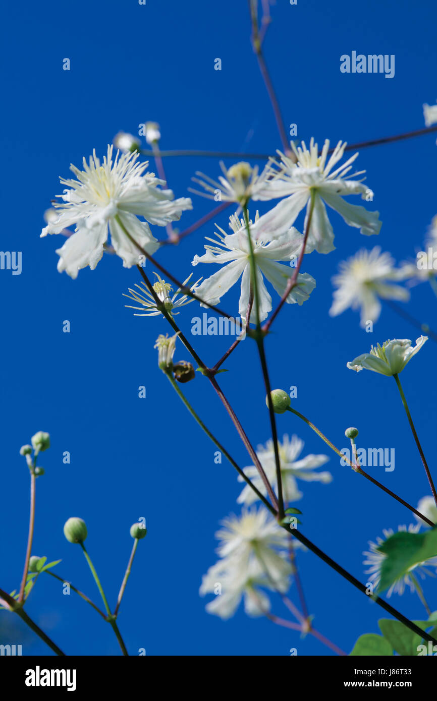 blue flower flowers plant bud petal firmament sky backdrop background ...
