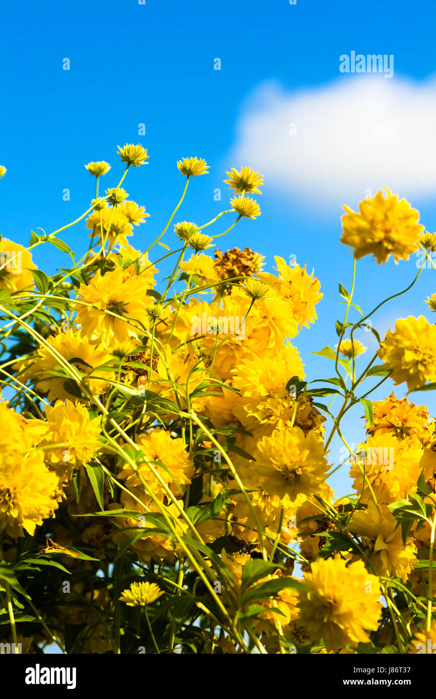 Blue flower plants hi-res stock photography and images - Alamy
