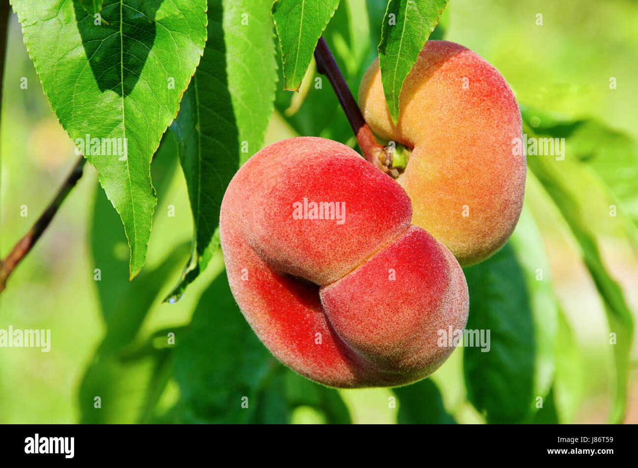 peach detail tree garden green ripe branch fruit fruit-tree gardens ...