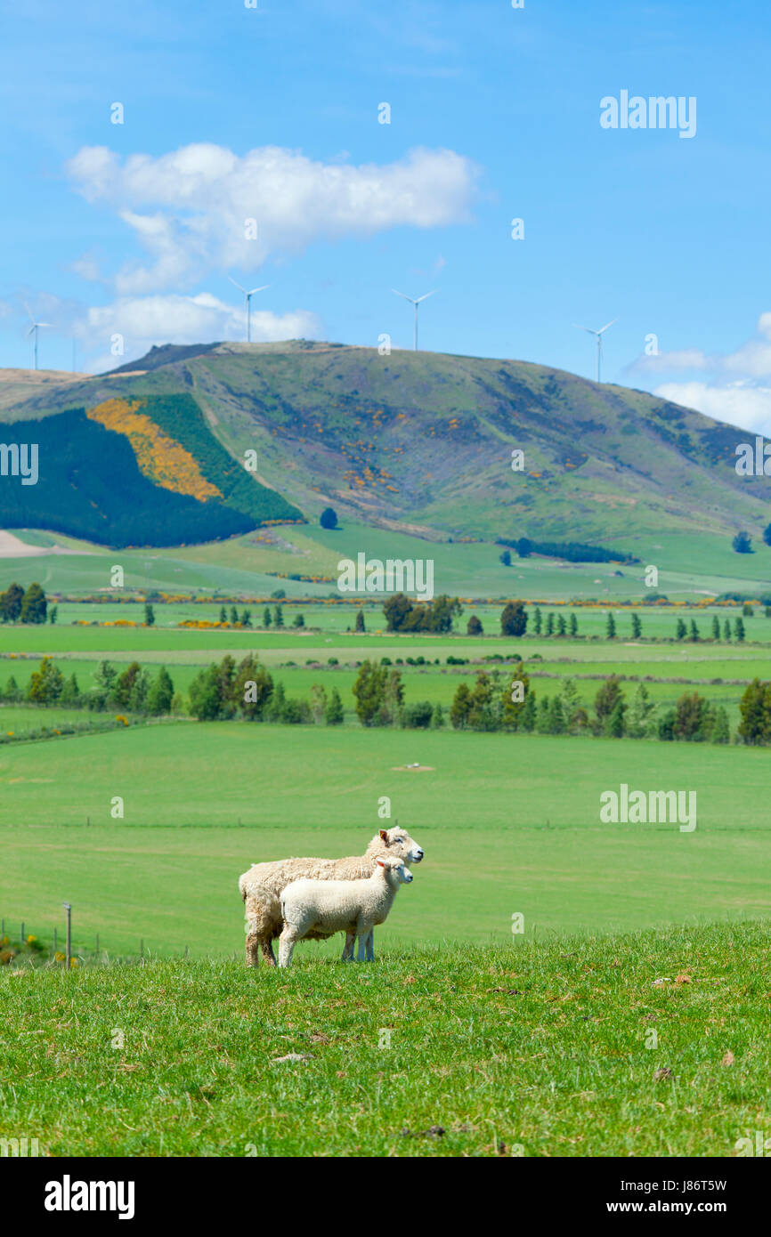 Country landscape farm animals hi-res stock photography and images - Alamy