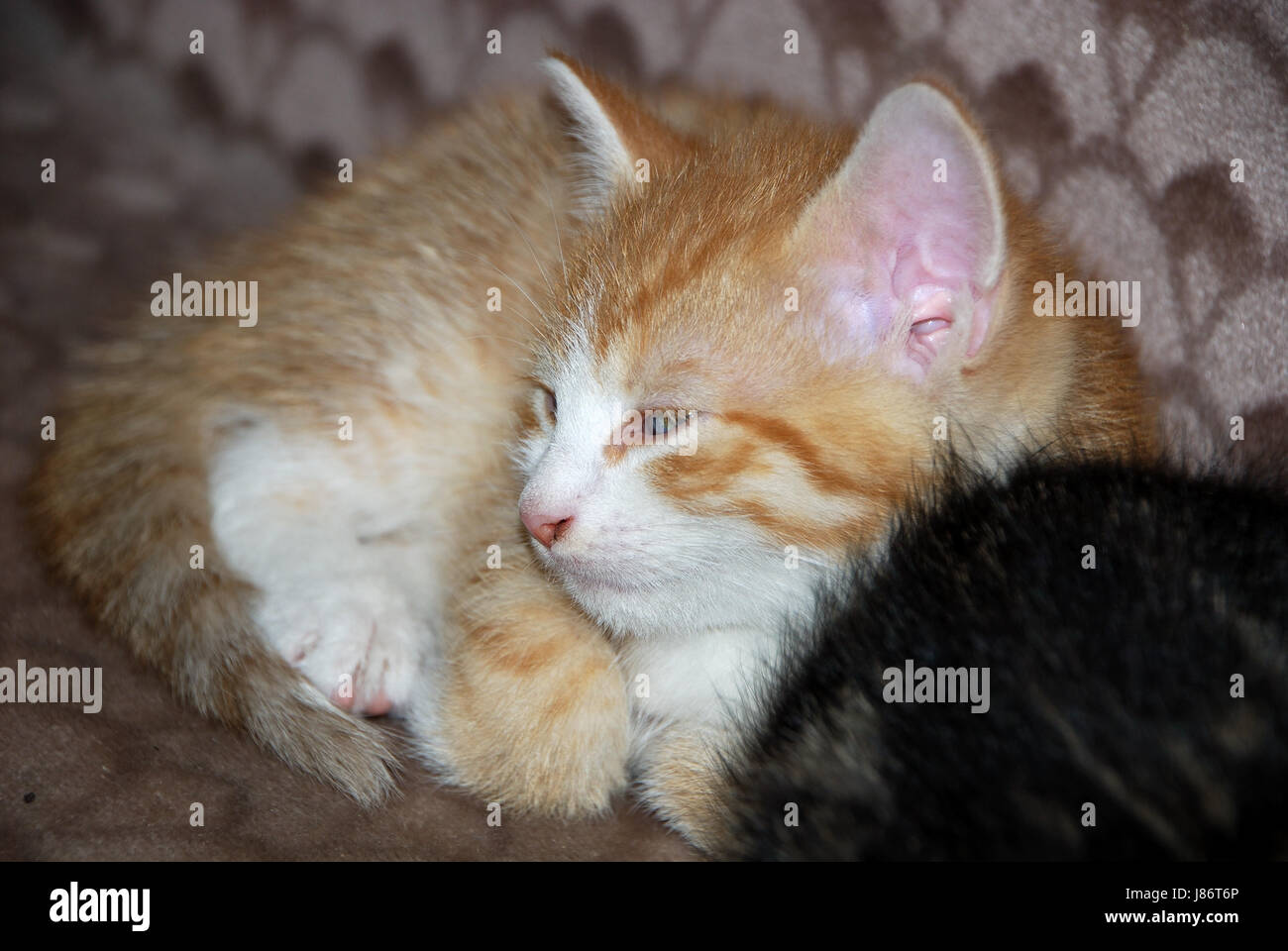 animal young animal cat baby kitten pussycat cat domestic cat kittens ...