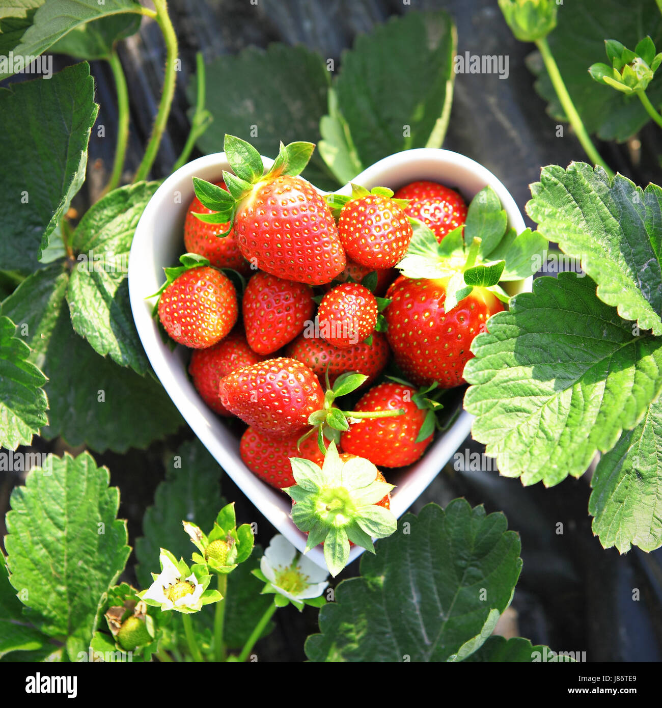 colour closeup agriculture farming berries abundance profesion color ...