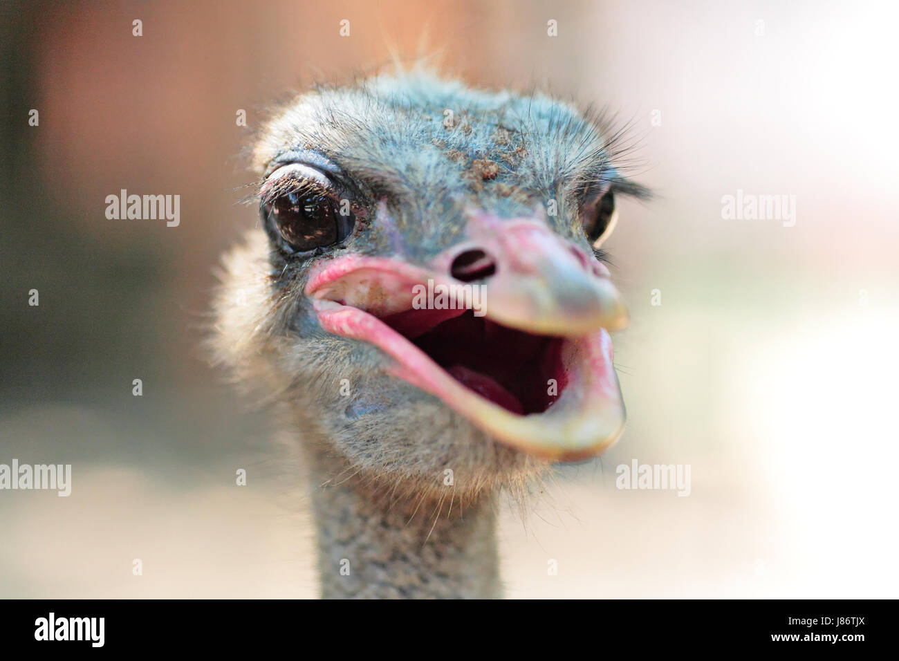 blue closeup animal bird fauna curiosity wild face portrait feathers ...