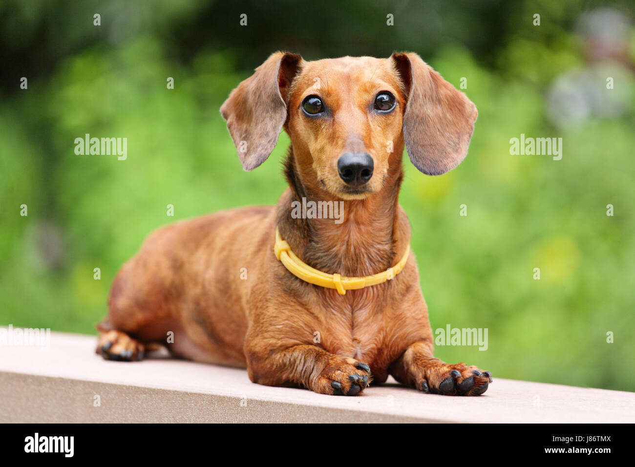 sweet animal pet playful fur friendly kind small tiny little short dog ...