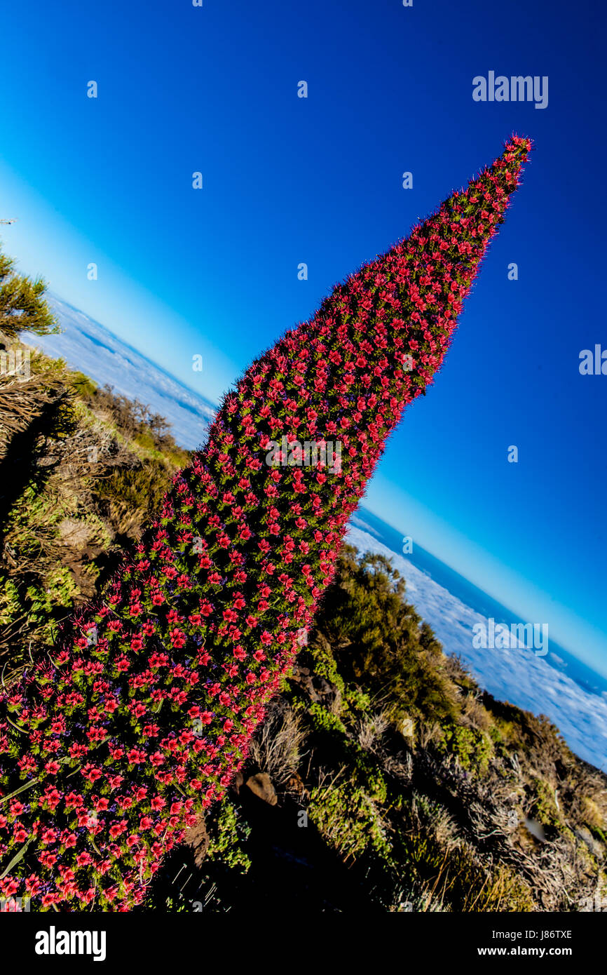 Tajinaste flowers in bloom Stock Photo - Alamy