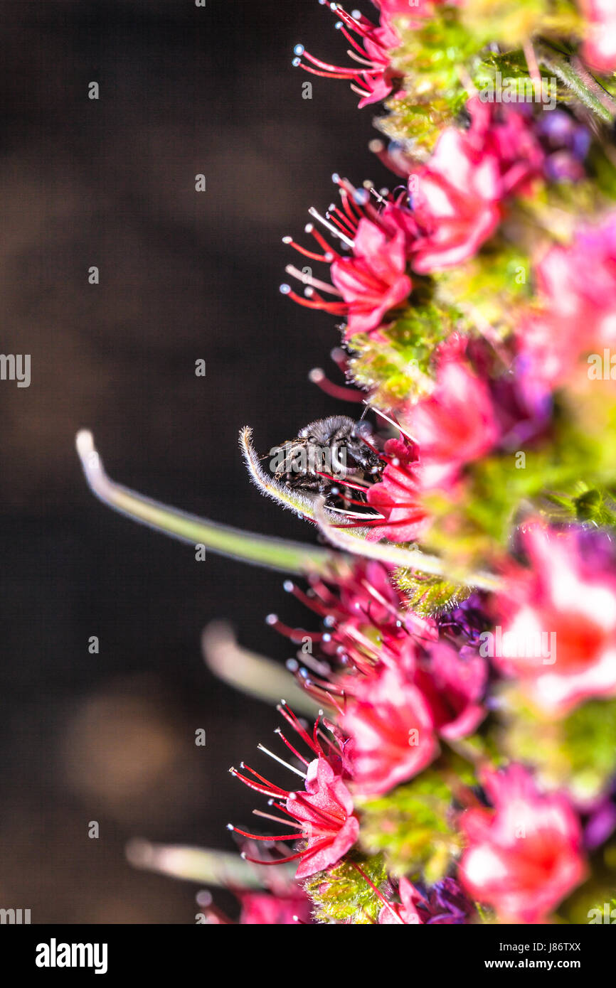 Tajinaste flowers in bloom Stock Photo - Alamy