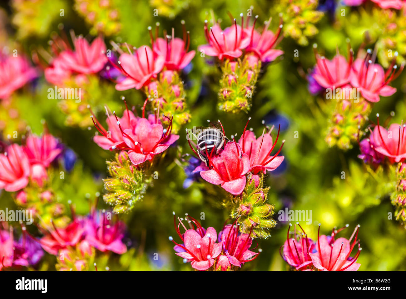 Tajinaste flowers in bloom Stock Photo - Alamy