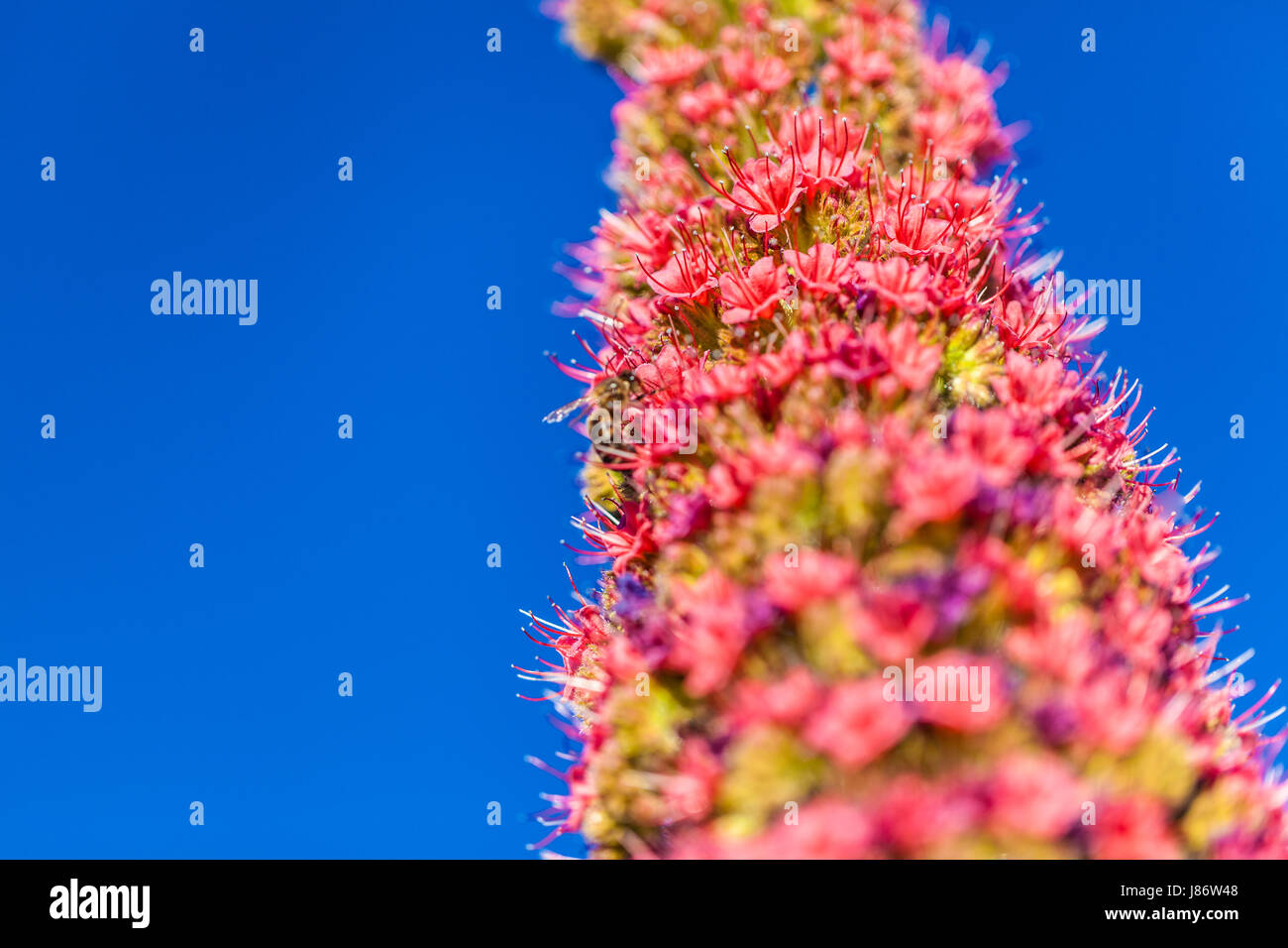Tajinaste flowers in bloom Stock Photo - Alamy