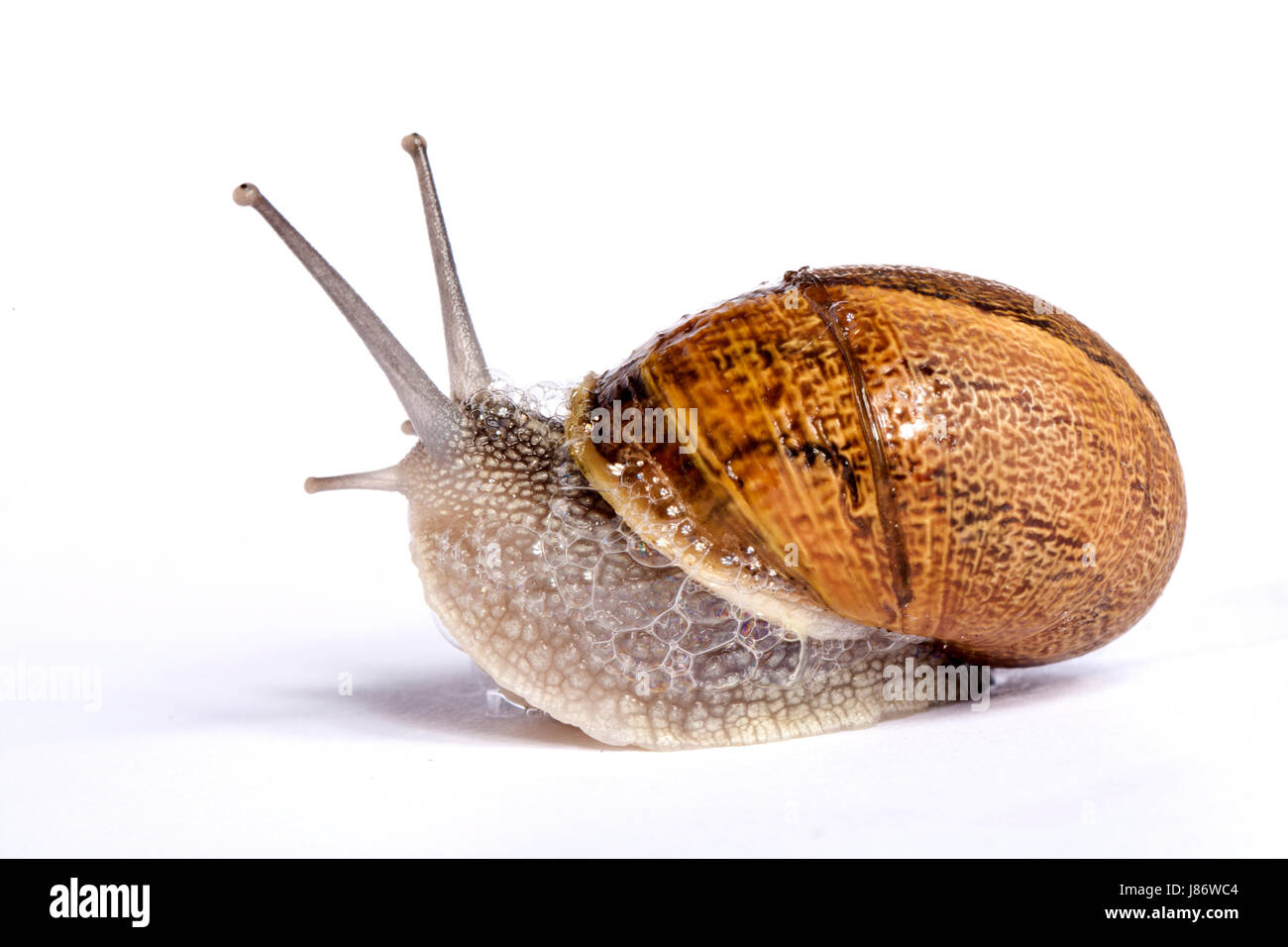 motion, postponement, moving, movement, isolated, animal, scrabble ...