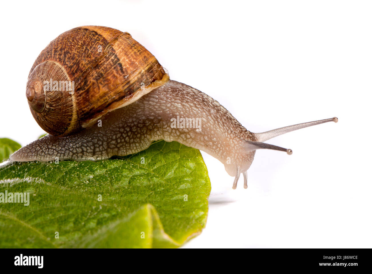 motion, postponement, moving, movement, leaf, isolated, animal ...