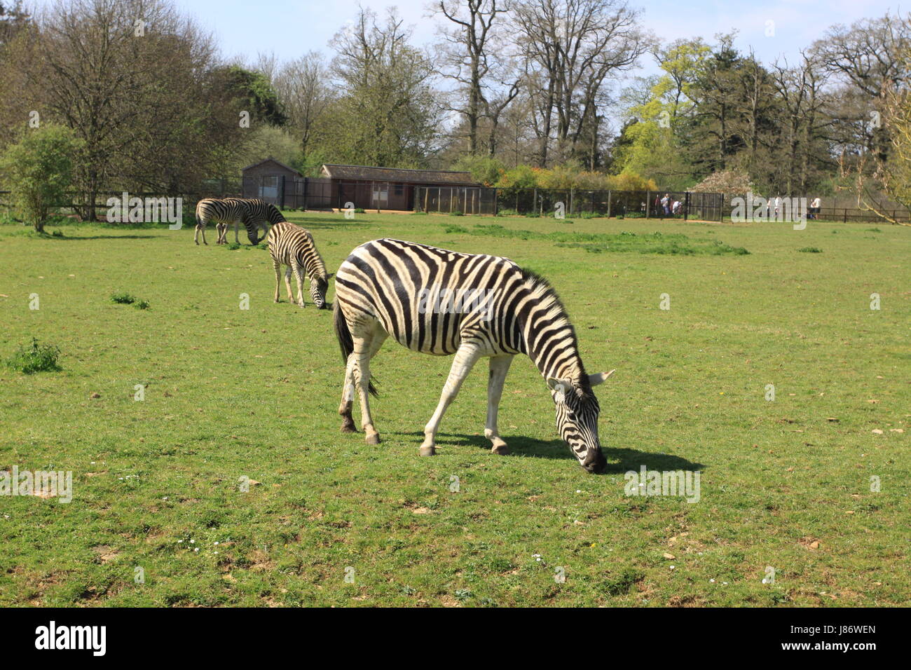 Cotswold zoo hi-res stock photography and images - Alamy