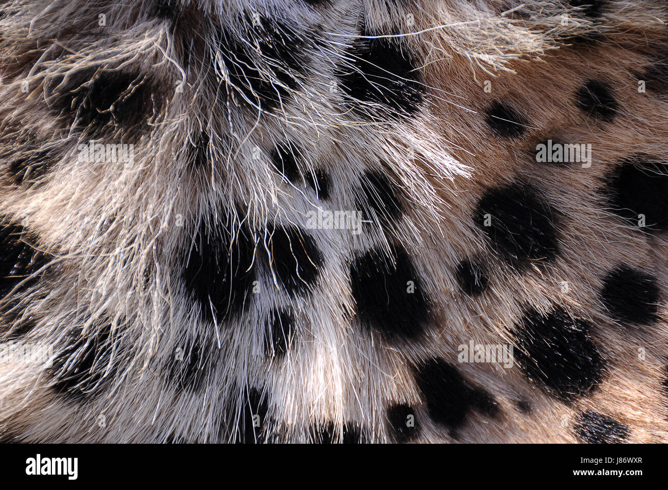 Bearskin hi-res stock photography and images - Alamy