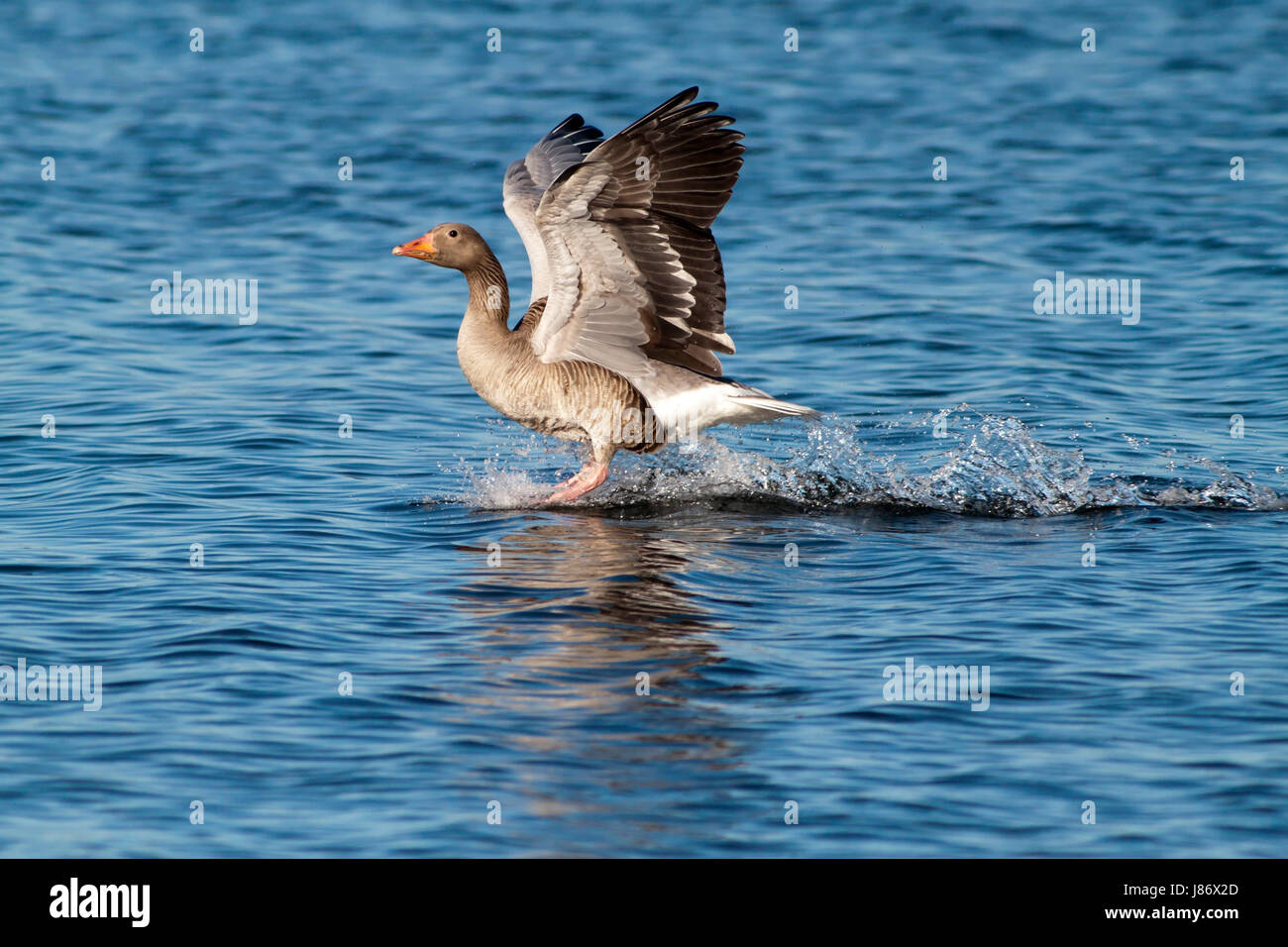 flight, goose, brant, fly, flies, flys, flying, flight, landing, goose ...