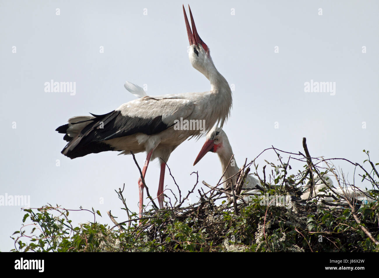 stork, nest, storks, blue, animal, bird, birds, brandenburg, stork ...
