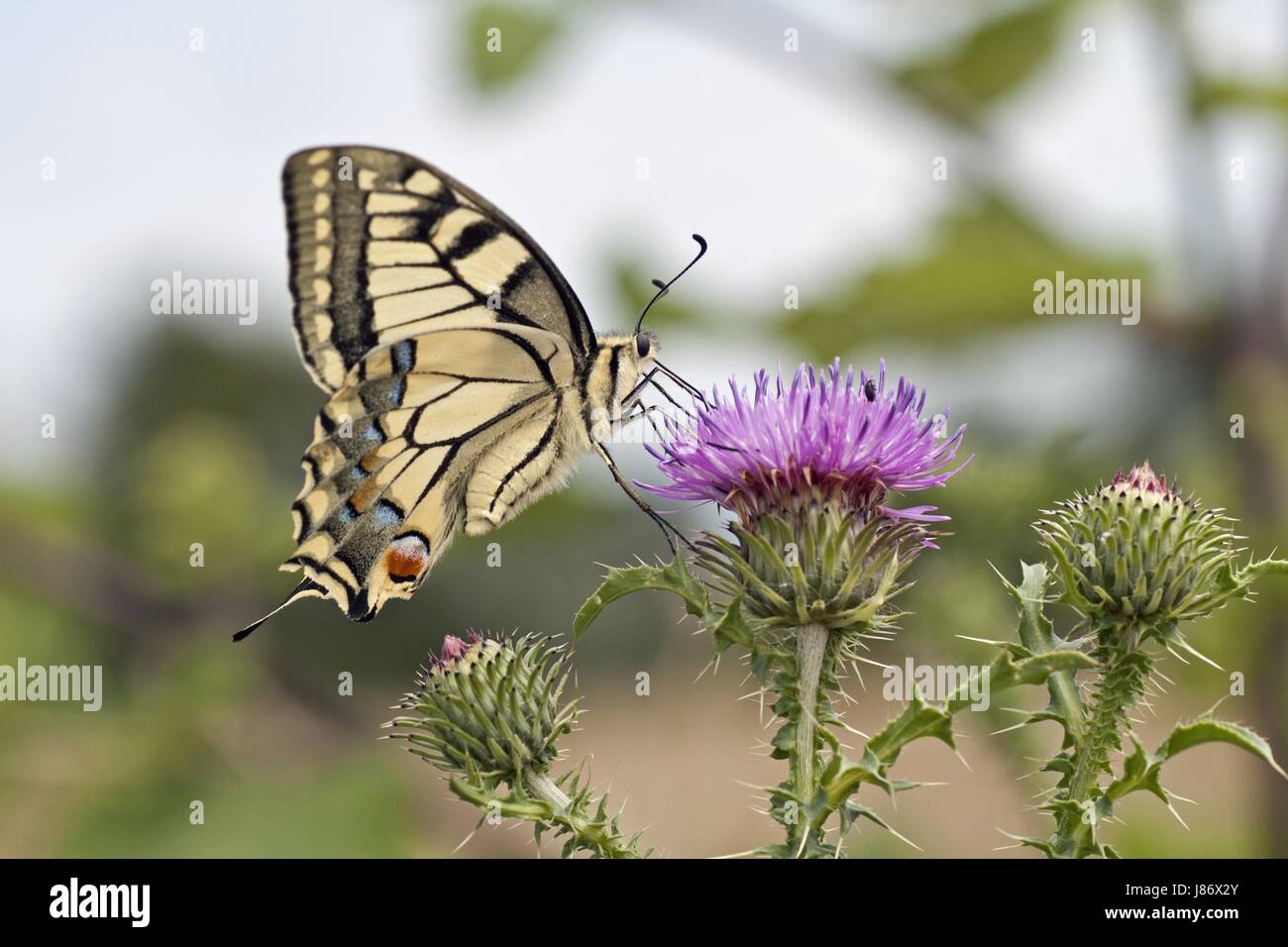 flight, moth, butterfly, butterflies, swallowtail, fly, flies, flys ...