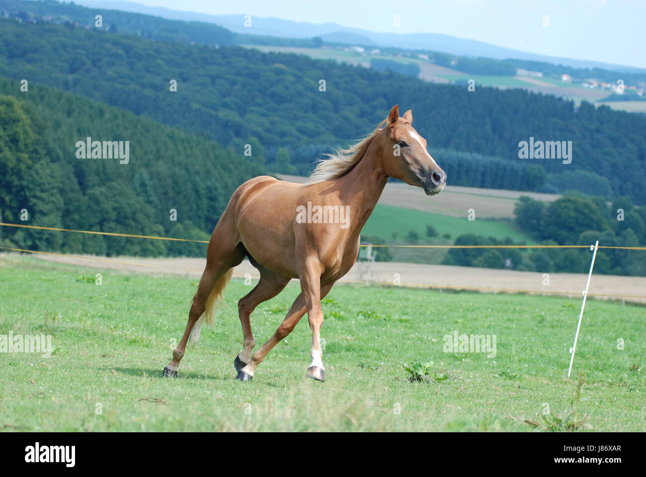 horse, gallop, mane, flax, ride, portrait, usa, skin, horse, horses ...