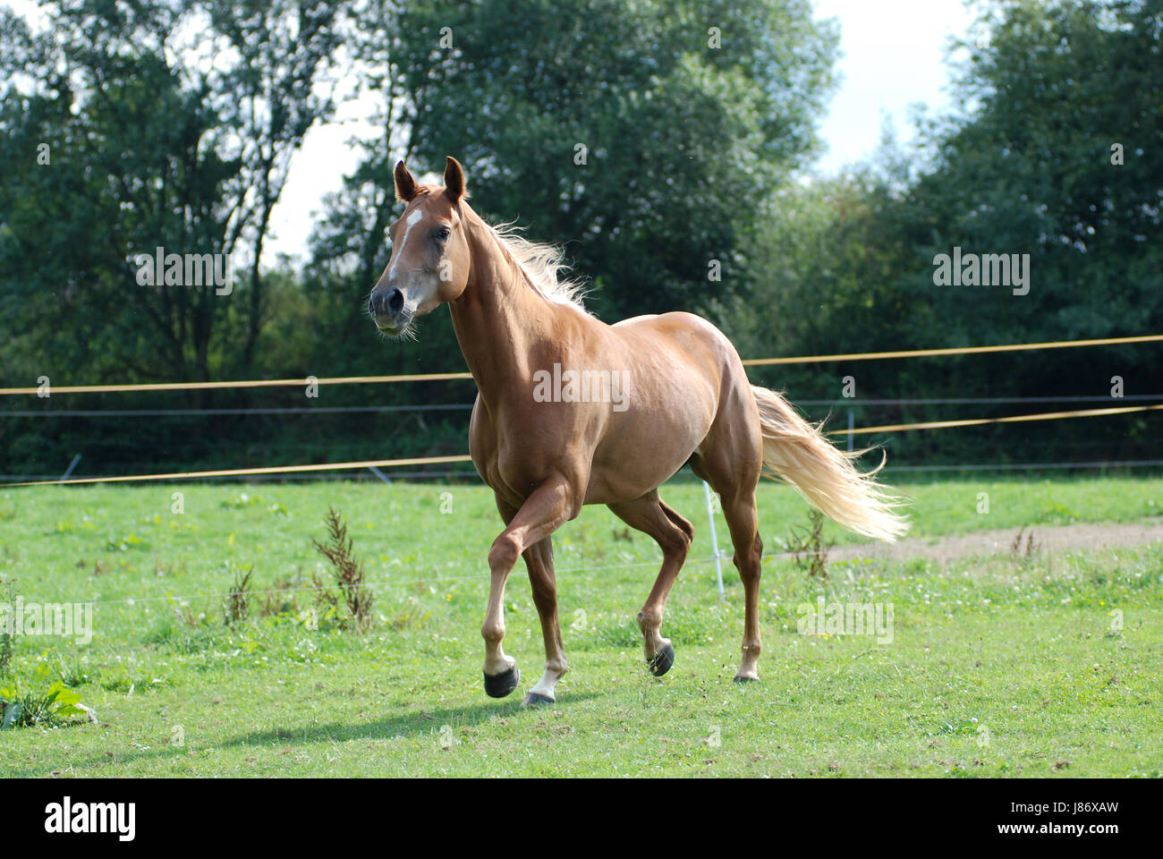 horse, gallop, mane, flax, ride, portrait, usa, skin, horse, horses ...