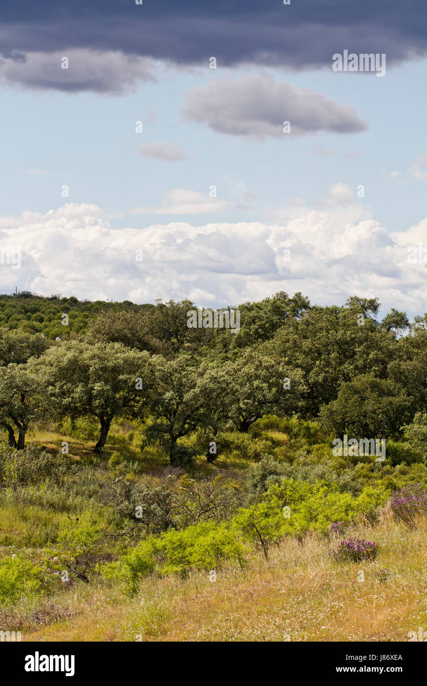 blue, beautiful, beauteously, nice, environment, enviroment, tree ...