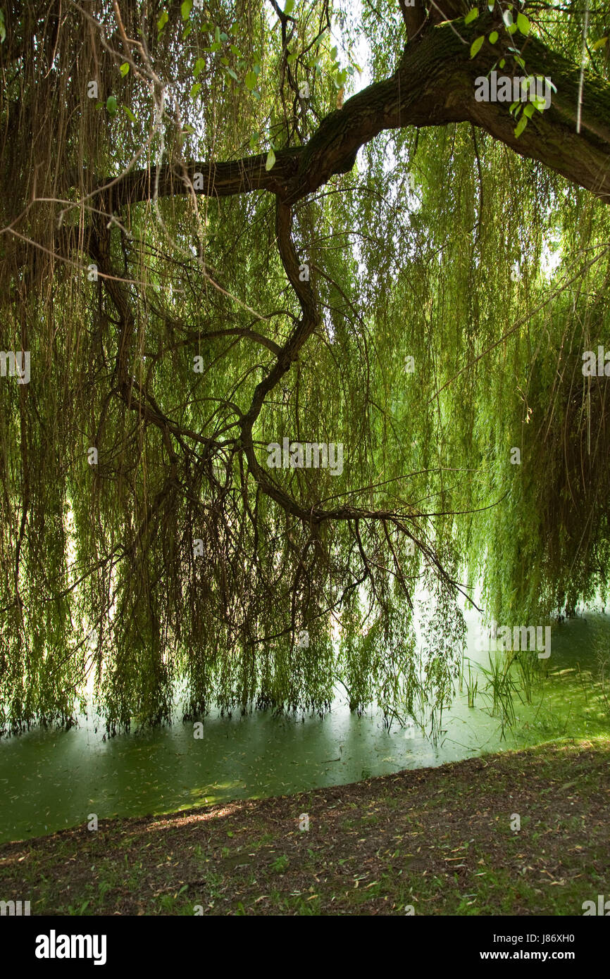 tree, swamp, ecology, clean, landscape, scenery, countryside, nature ...