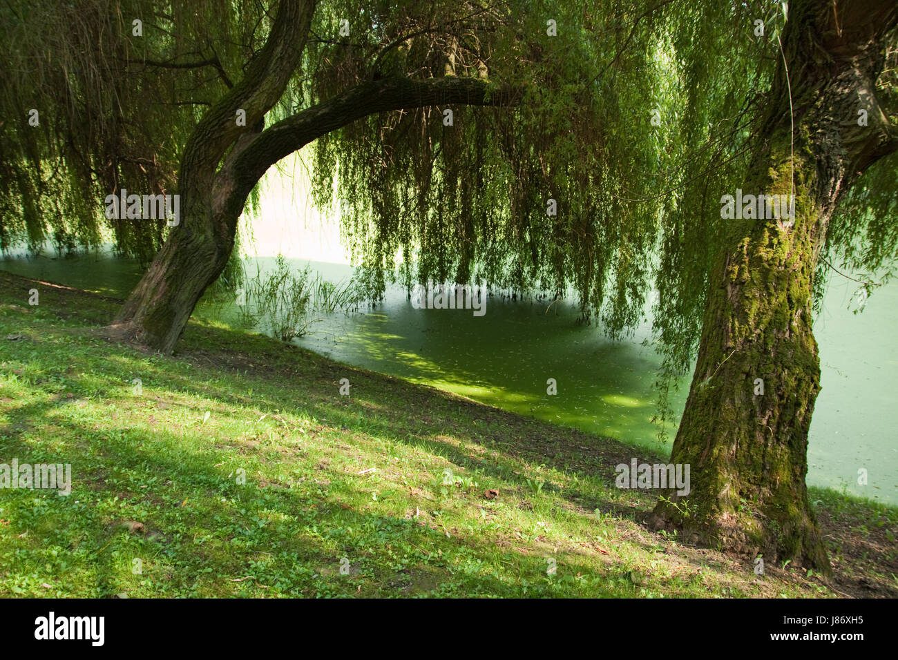 tree, swamp, ecology, clean, landscape, scenery, countryside, nature ...