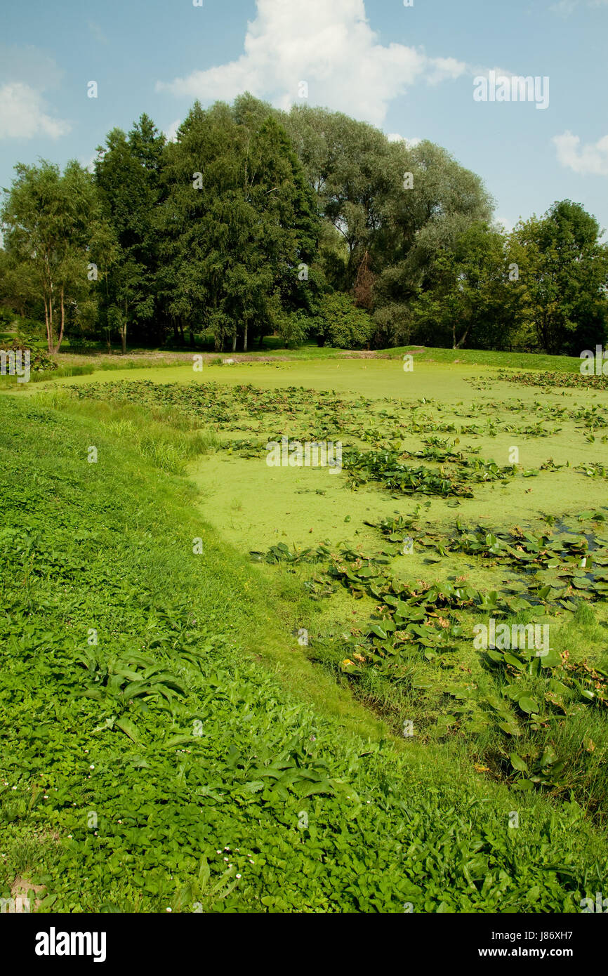 blue, tree, swamp, ecology, clean, landscape, scenery, countryside ...
