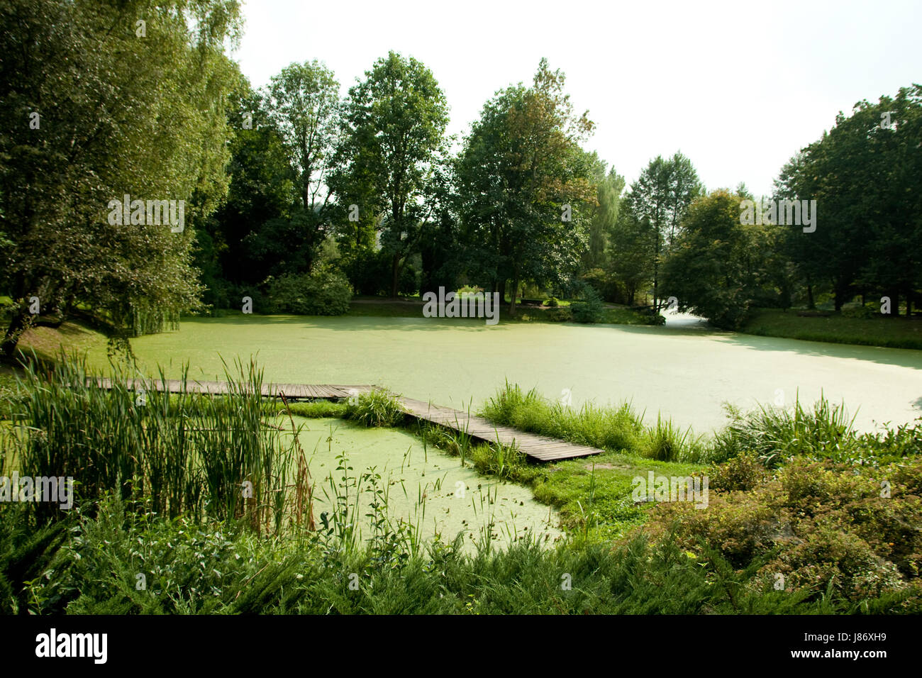 tree, swamp, ecology, clean, landscape, scenery, countryside, nature ...