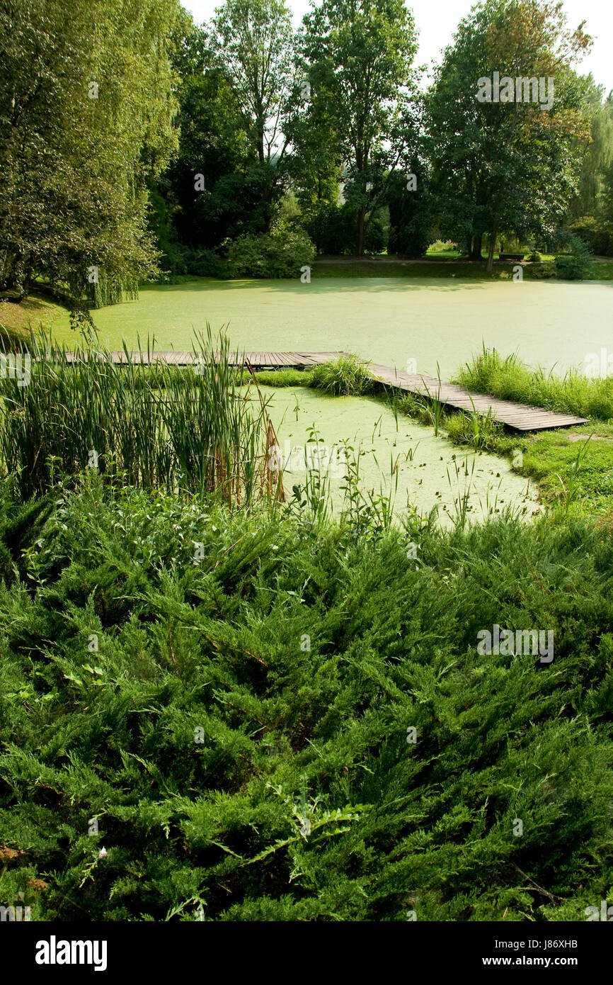 tree, swamp, ecology, clean, landscape, scenery, countryside, nature ...