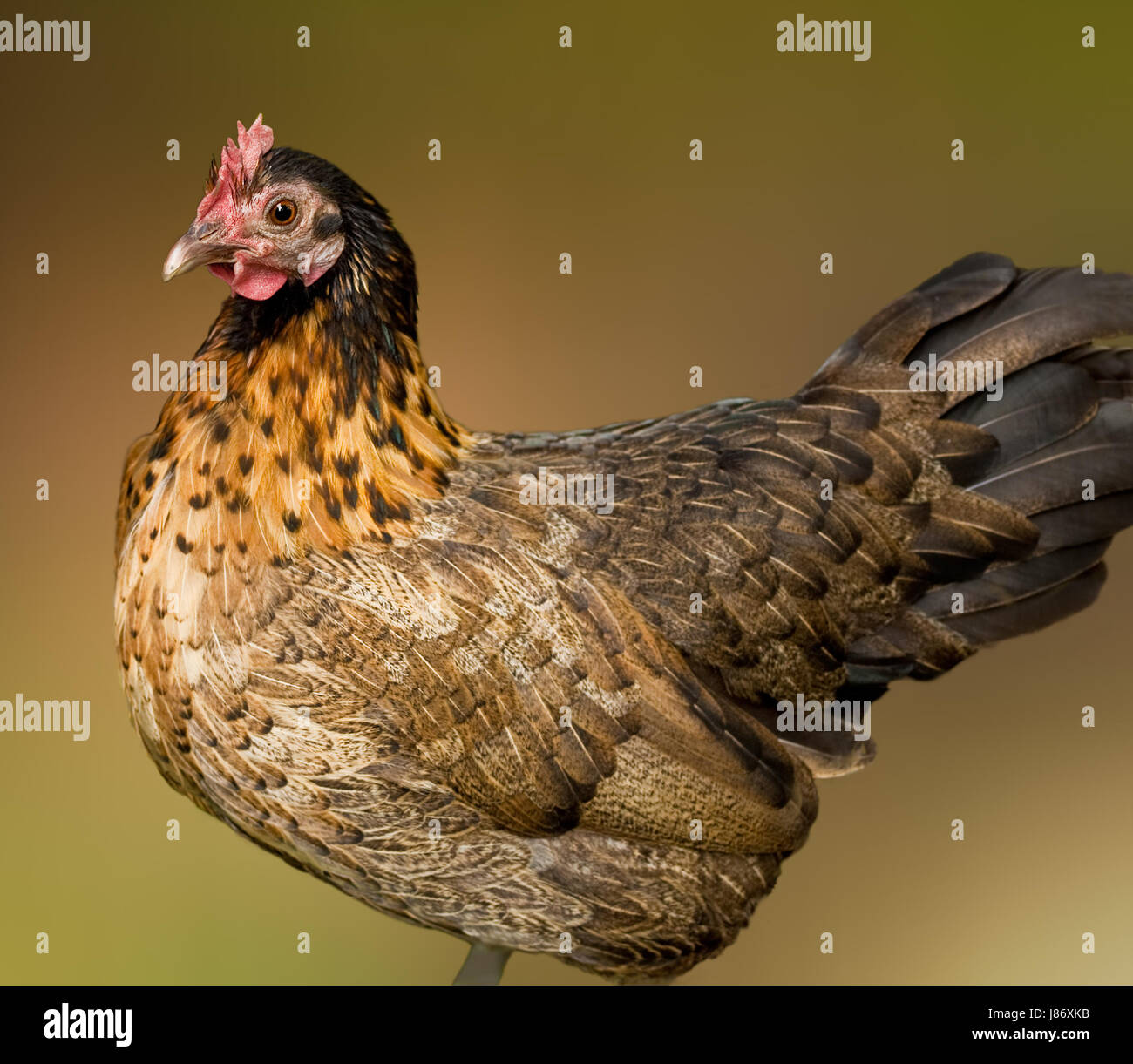 bird, poultry, chicken, hen, bantam, female, pet, bird, agriculture ...