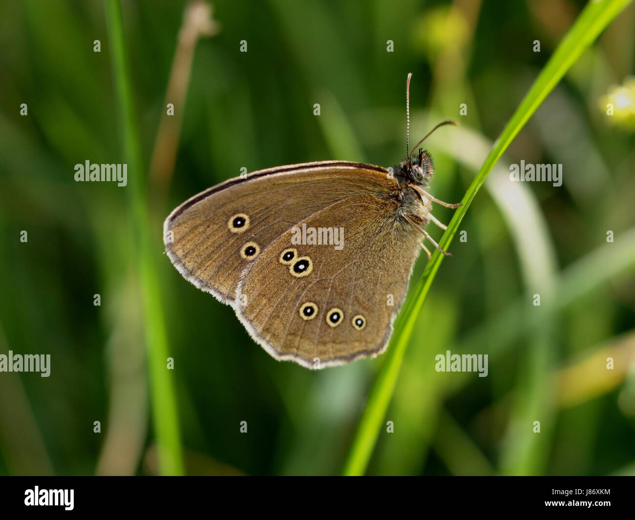 Chimney Sweeper Butterfly High Resolution Stock Photography and Images ...