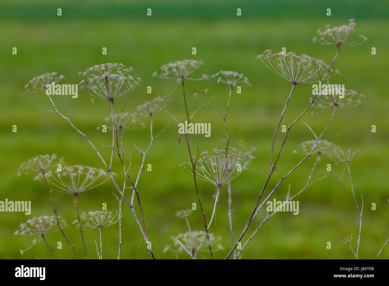 Angelica pattern hi-res stock photography and images - Alamy