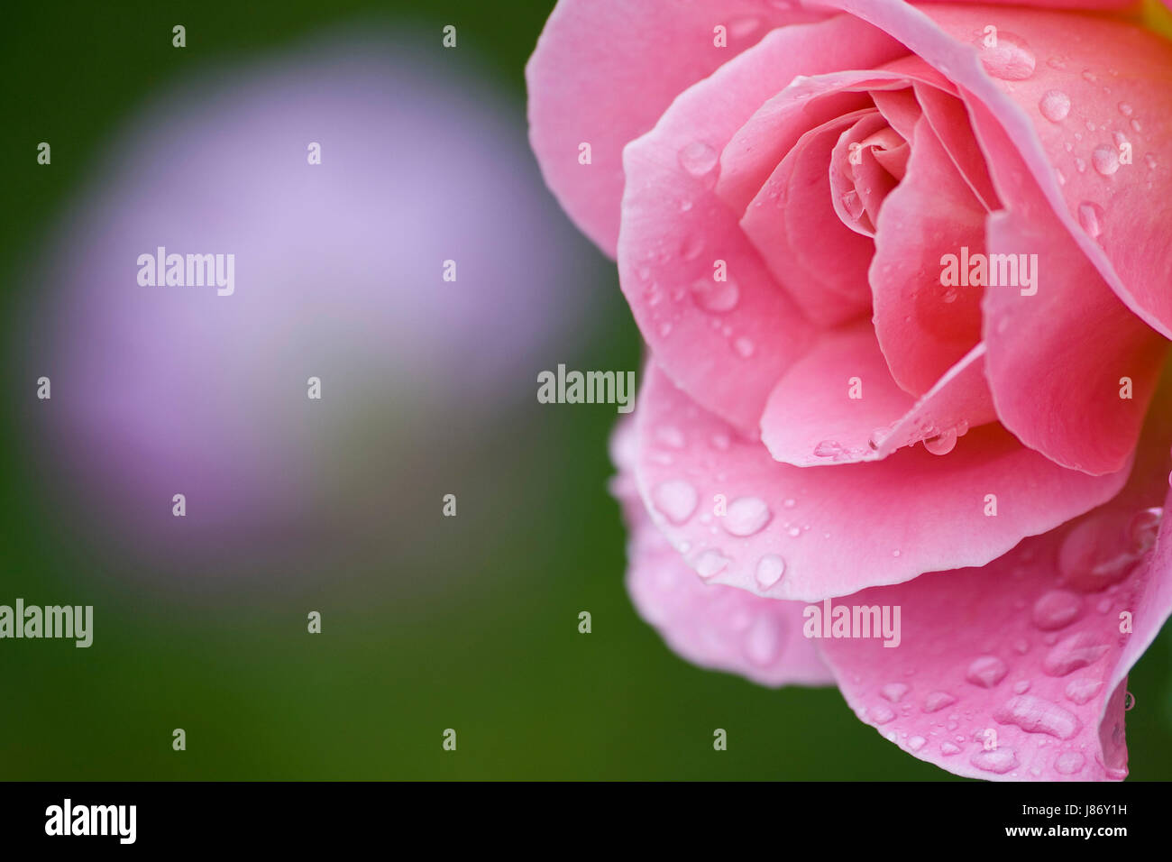 flower, rose, plant, bloom, blossom, flourish, flourishing, wet, damask ...