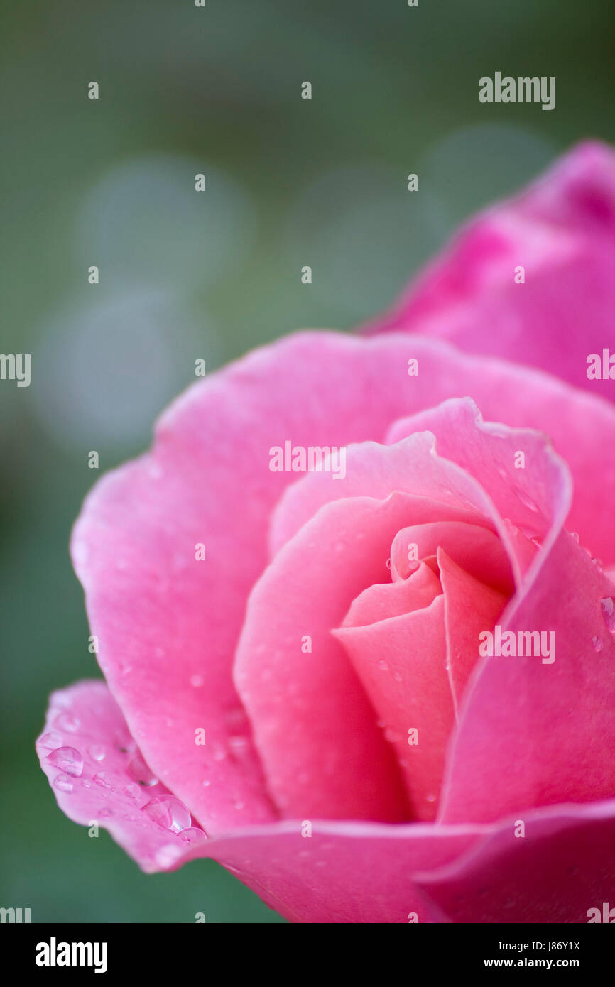 flower, rose, plant, bloom, blossom, flourish, flourishing, wet, damask ...