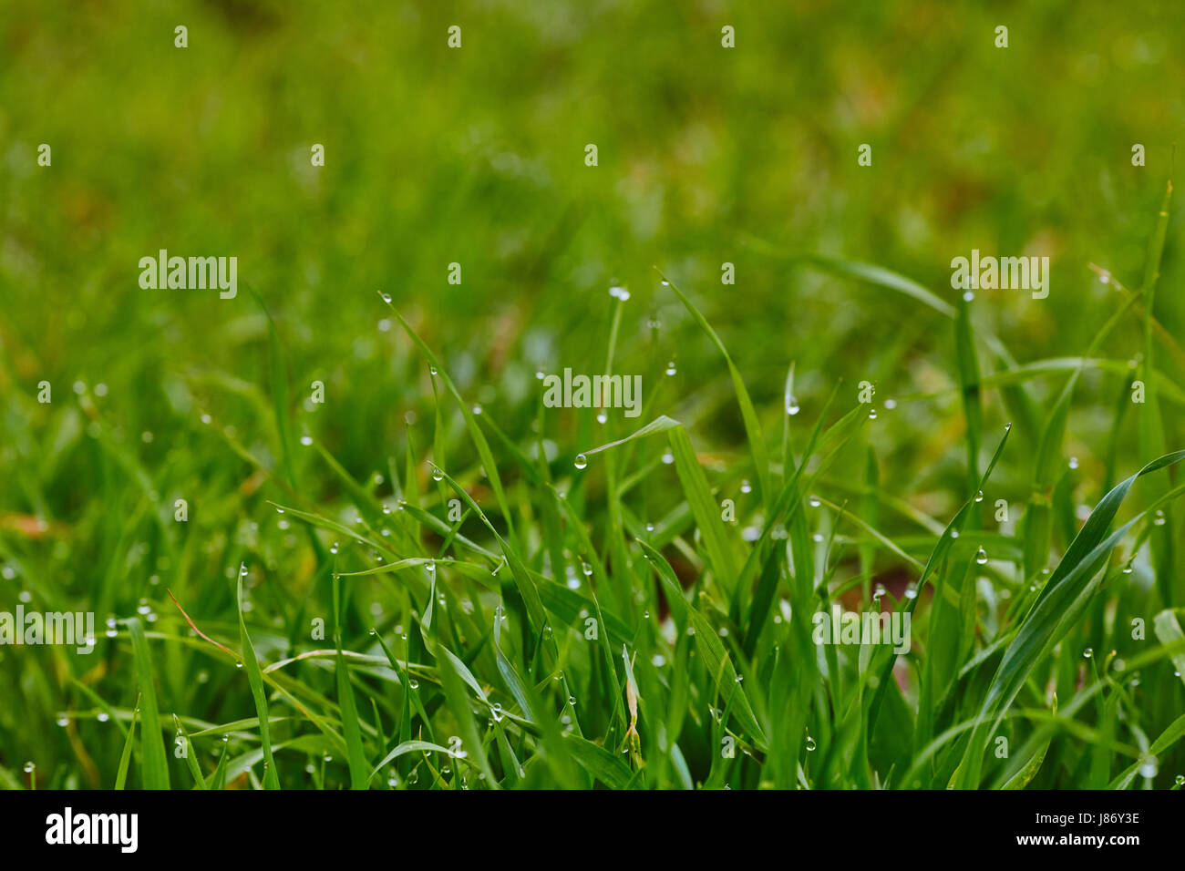 Raindrops on grass Stock Photo - Alamy