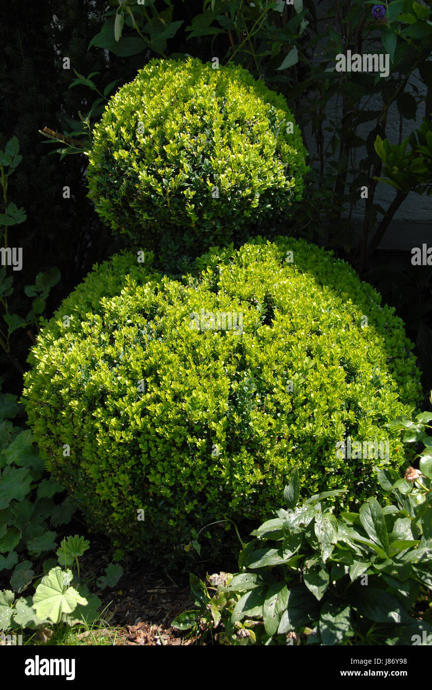 pollen, nectar, evergreen, buchs, buxus sempervirens, gartenpflanze ...