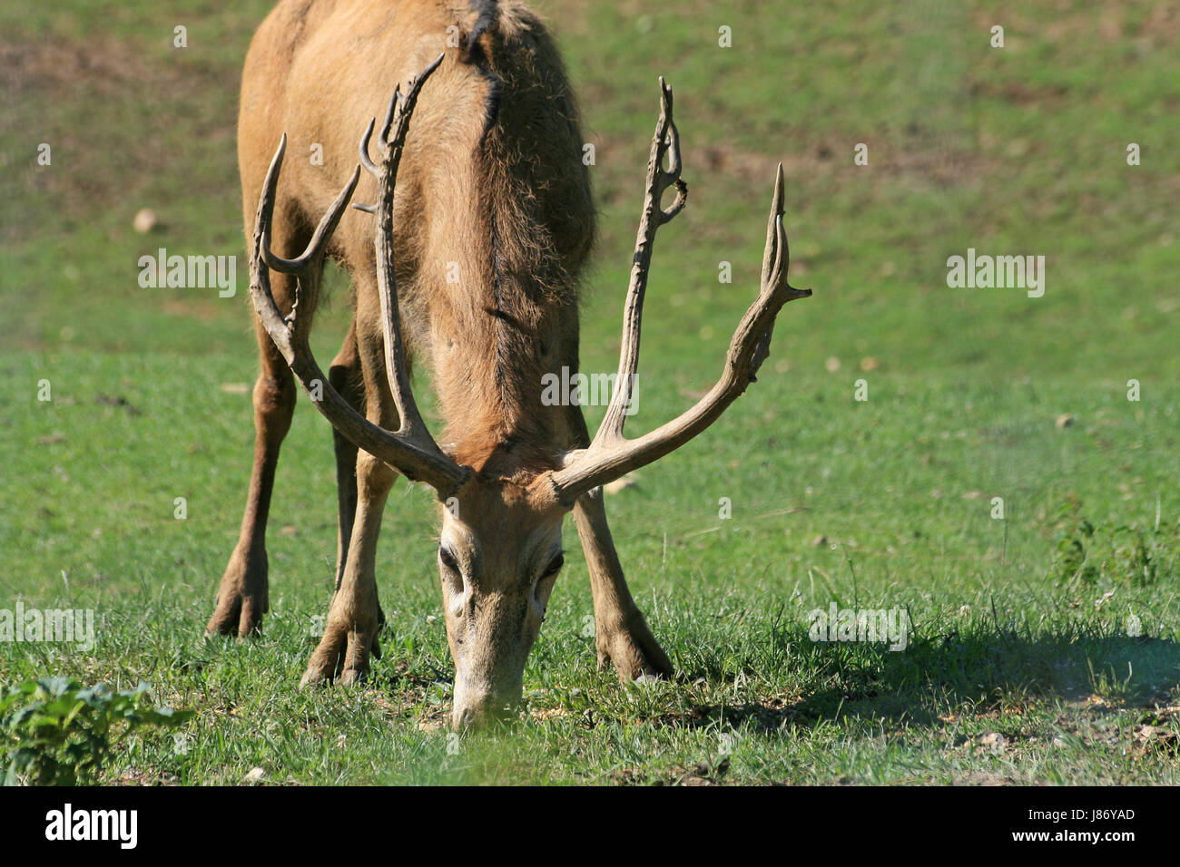 Hirsch tierfoto hi-res stock photography and images - Alamy
