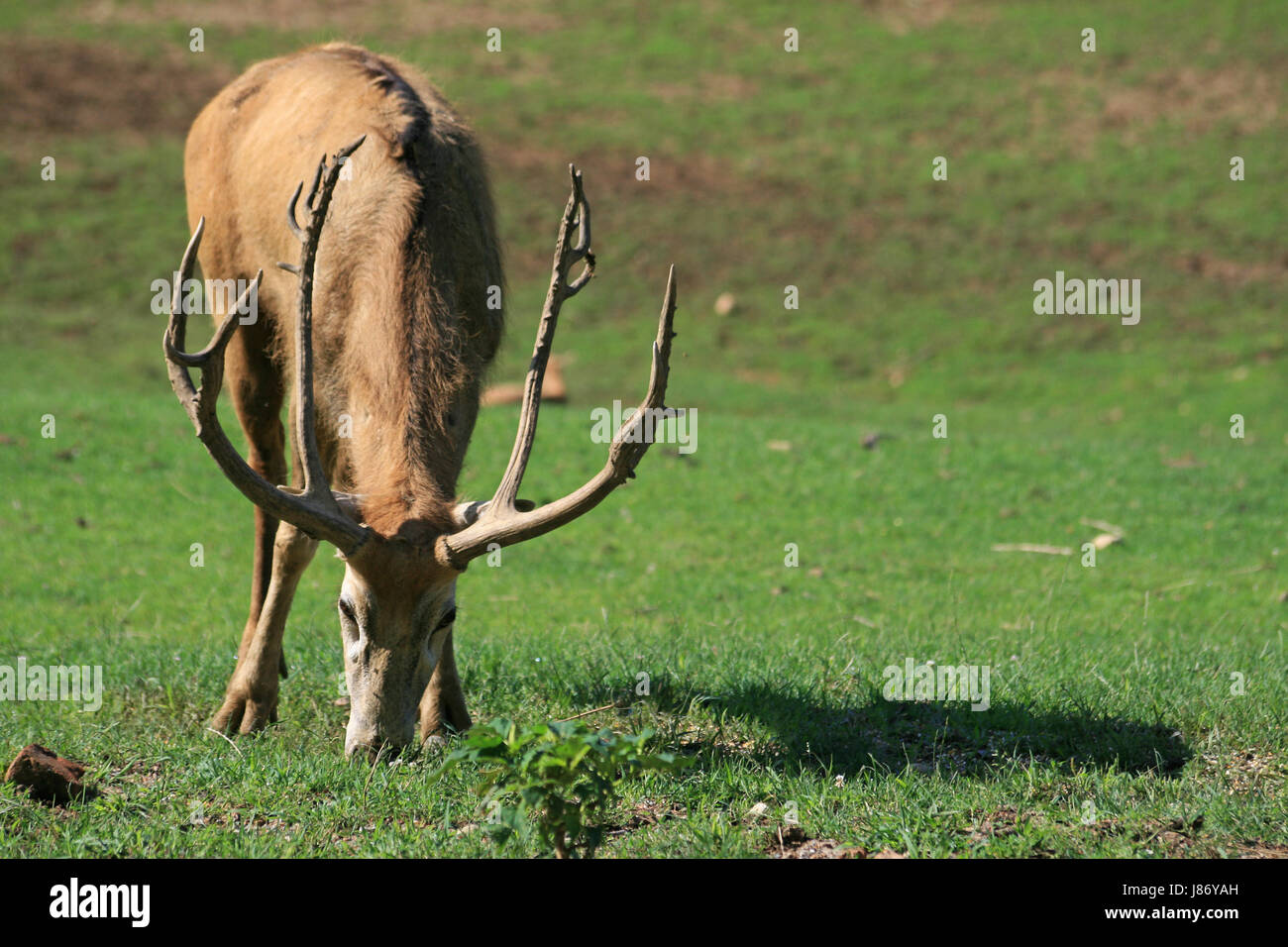 Hirsch tierfoto hi-res stock photography and images - Alamy