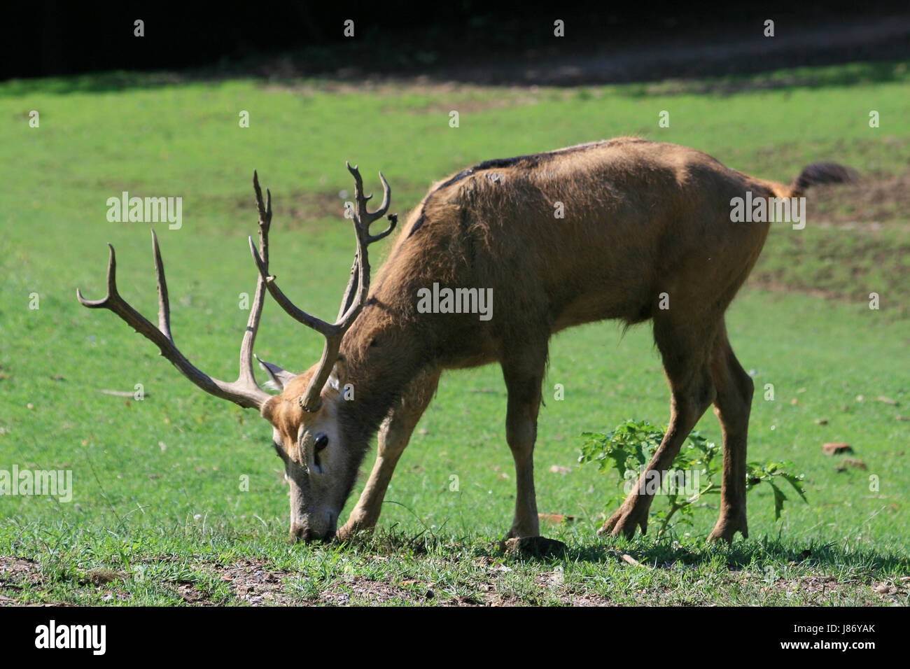 Stag legs hi-res stock photography and images - Alamy