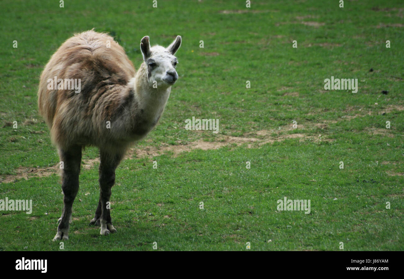 animal, llama, spare time, free time, leisure, leisure time, animal ...
