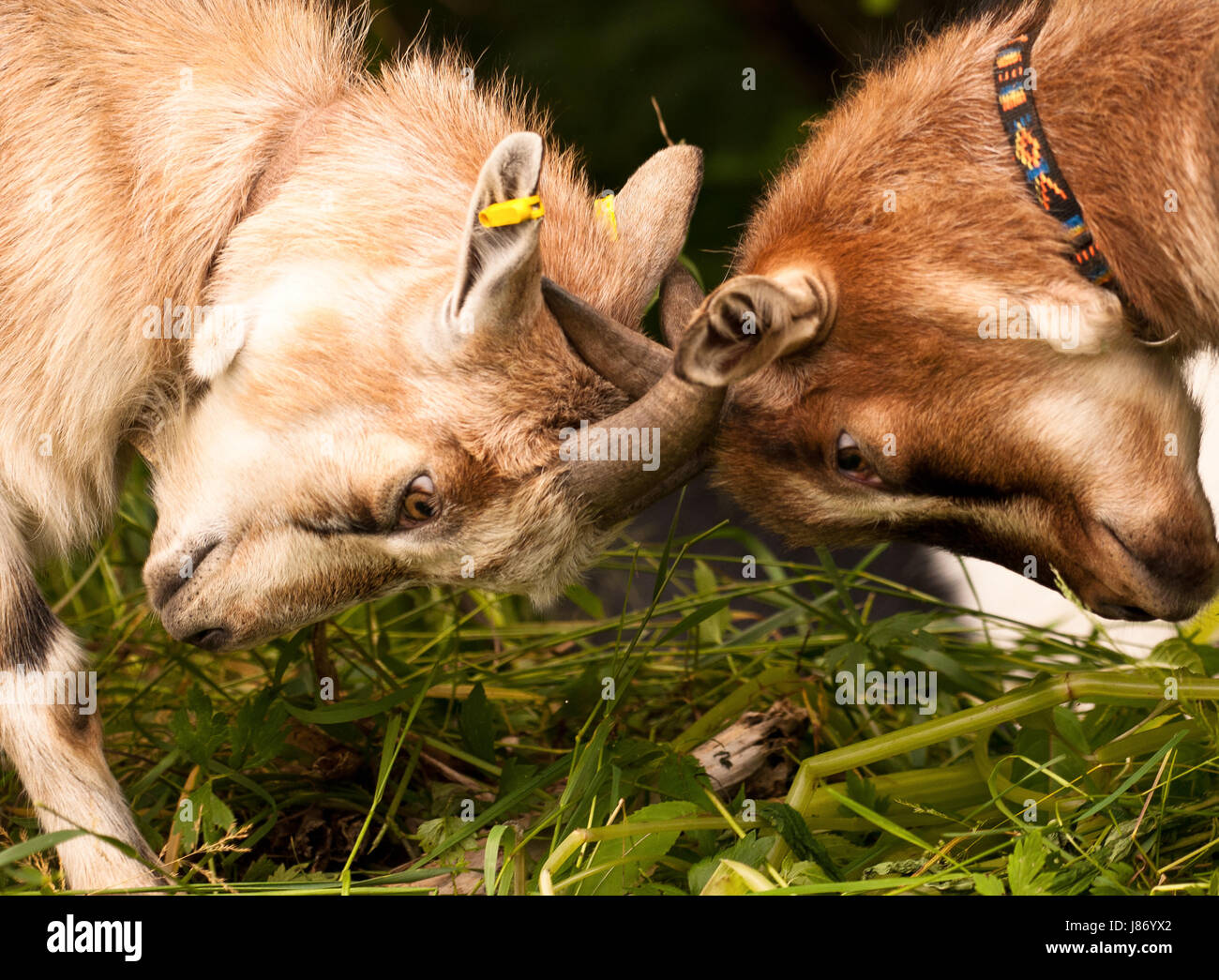 conflict, goat, power, rank, conflict, goat, power, rank Stock Photo ...