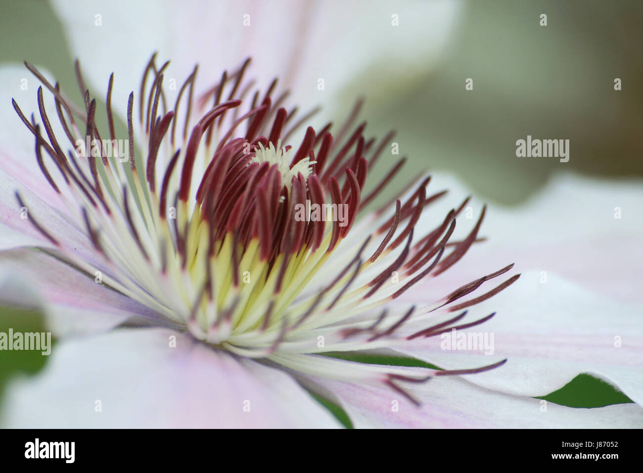 flower, plant, bloom, blossom, flourish, flourishing, clematis, nature ...