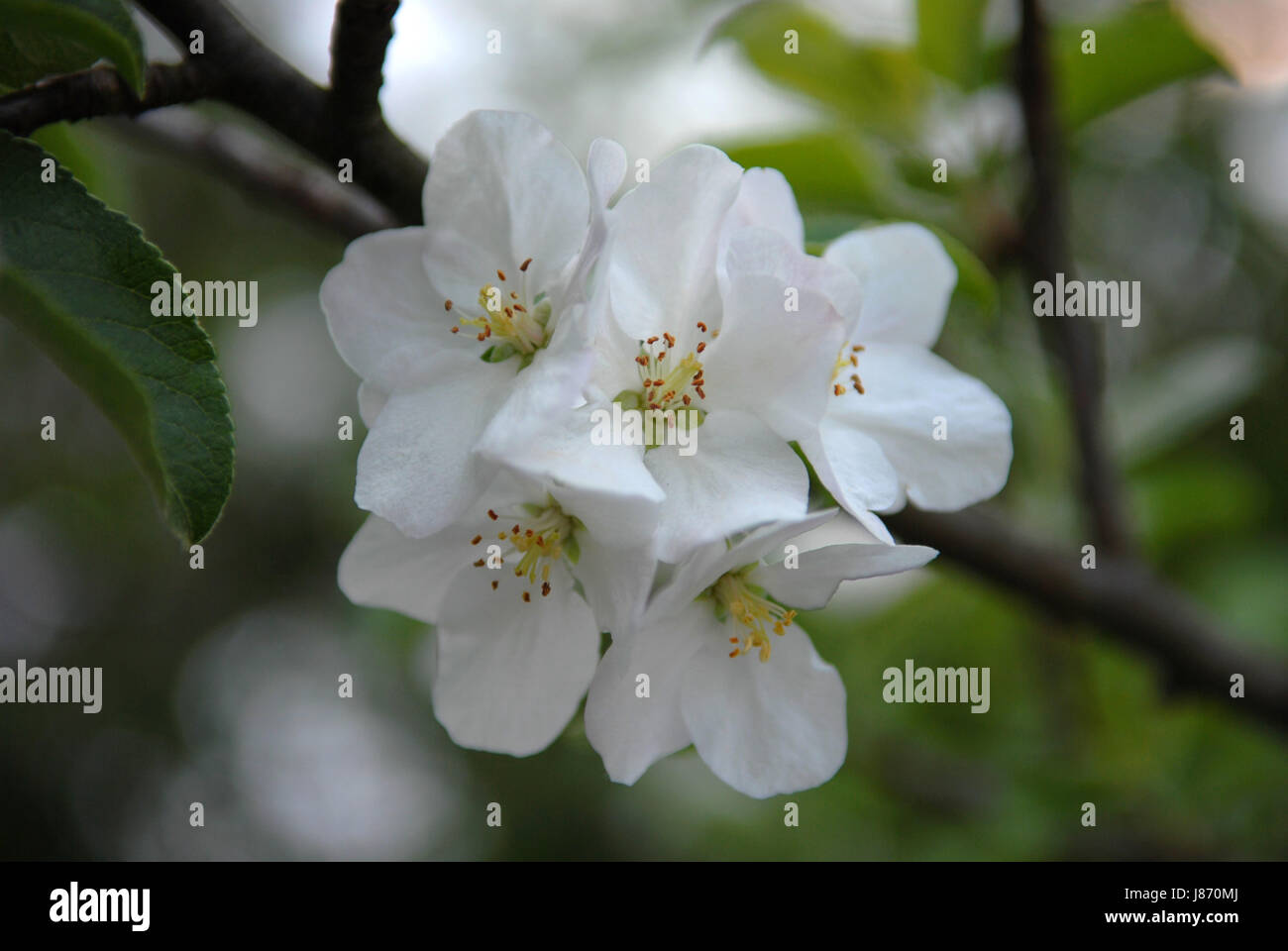 leaf, bloom, blossom, flourish, flourishing, leaves, branch, petals ...