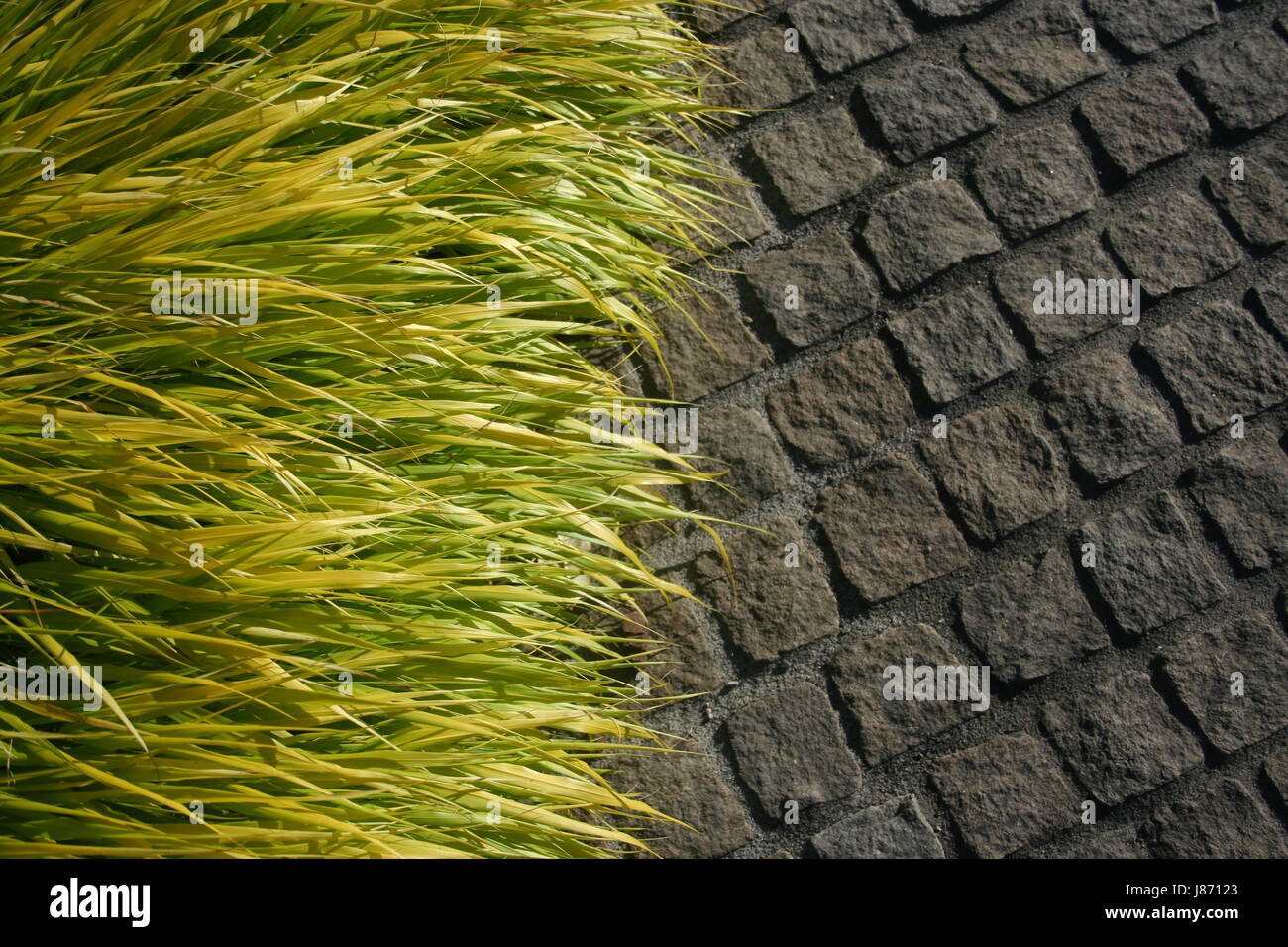 green, botany, blade of grass, meadow, grass, lawn, cobblestone ...
